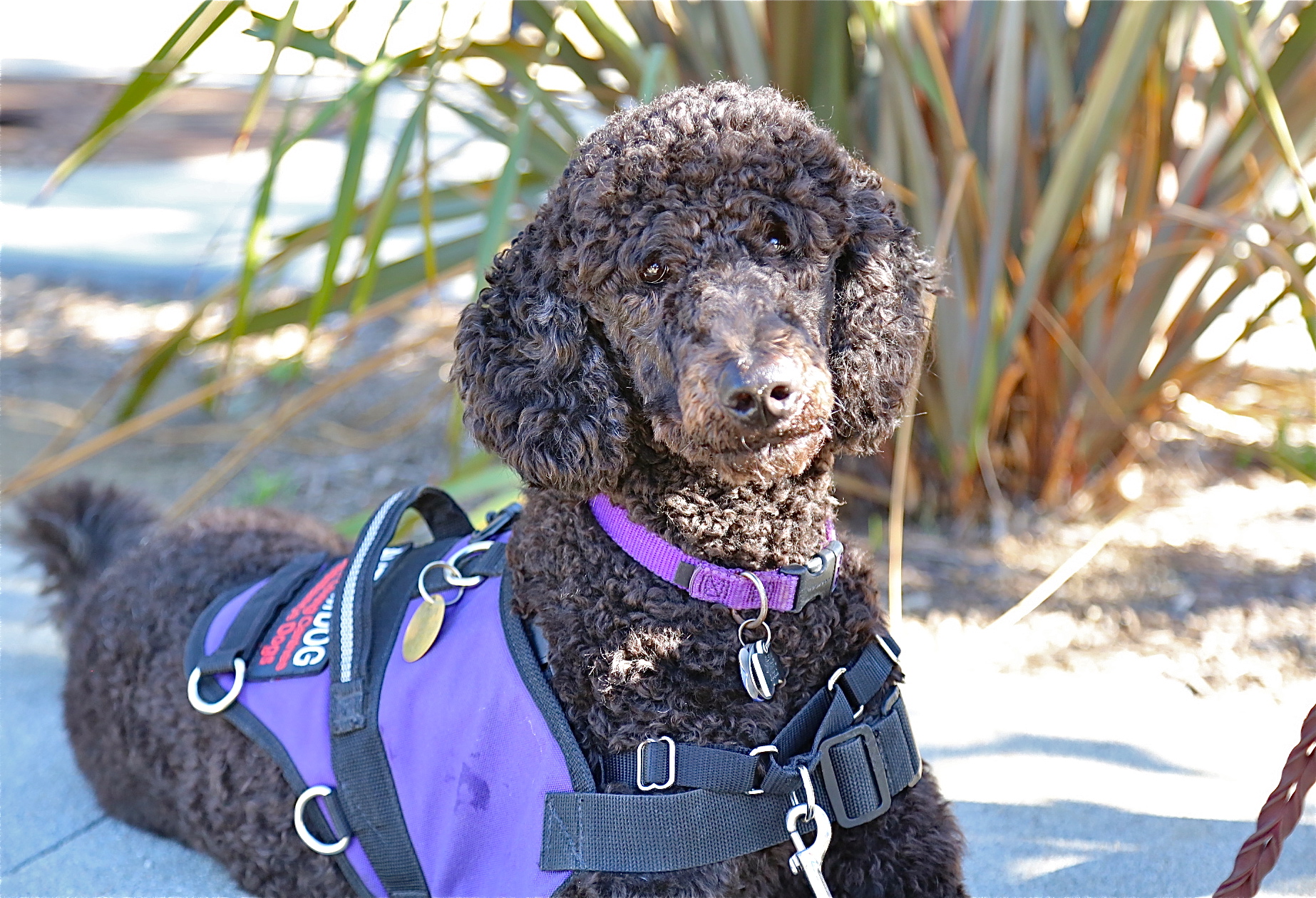 Dottie’s Ability to Acclimate - Guide Dogs of America