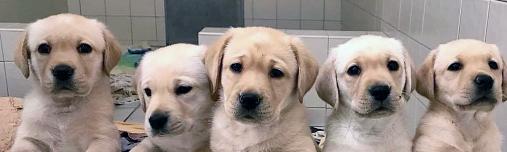 Don’t Isolate Alone - Guide Dogs of America