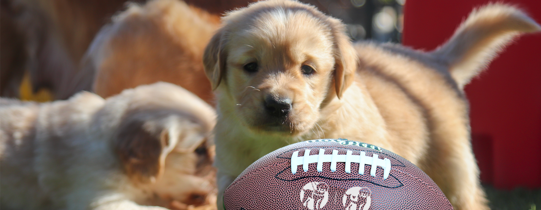 Puppies Playing Football
