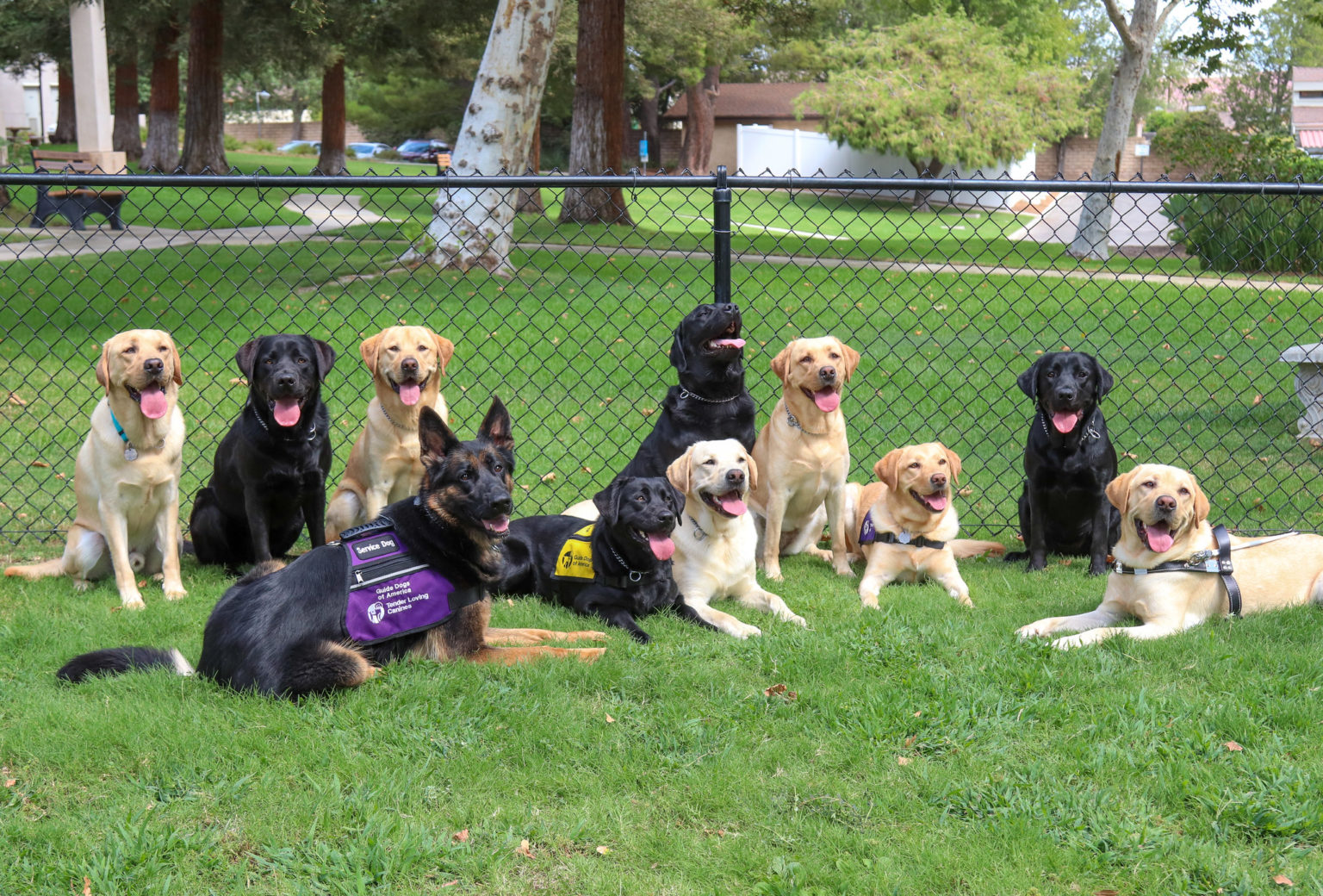Employment Opportunities - Guide Dogs of America