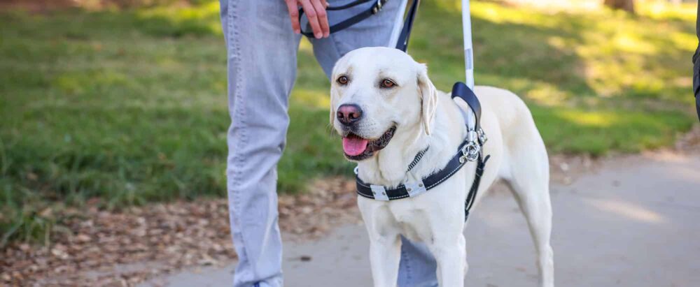 Eyes On 2023 Raises $1,000 for Guide Dogs of America - Guide Dogs of ...