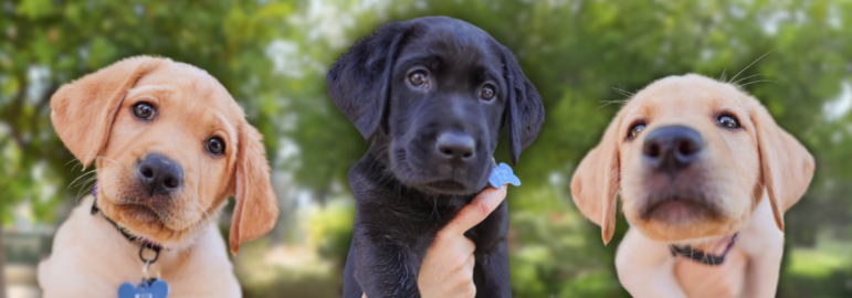 Puppy Raiser Orientation, April 12th - Guide Dogs of America